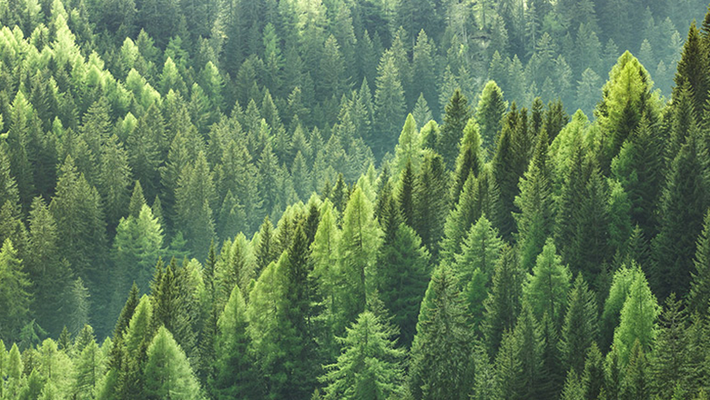 Green Workplace: 6 Ways to Go Green at Work | Global Credit Union